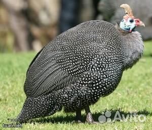 Две цесарки самец и самка