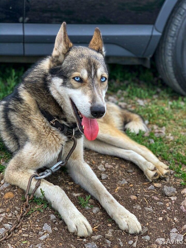 Фенотип Лайки