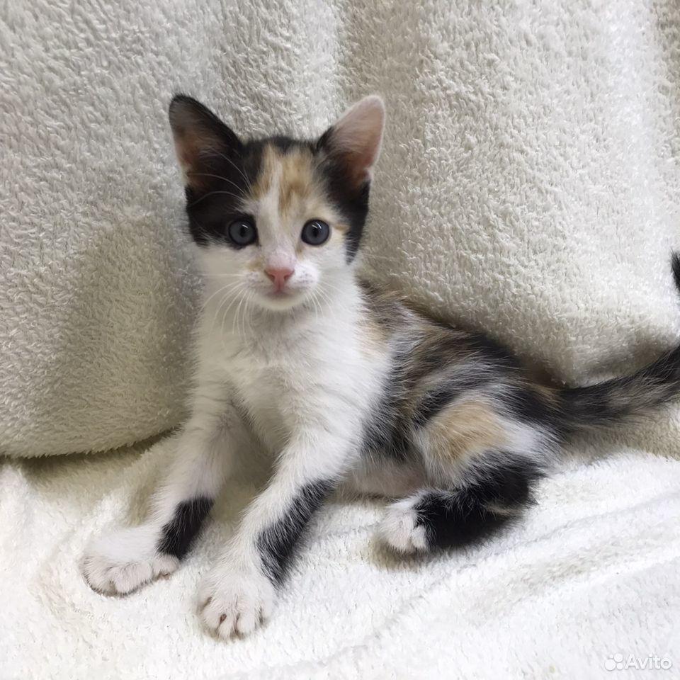 Динь-Динь котёнок девочка 2 месяца