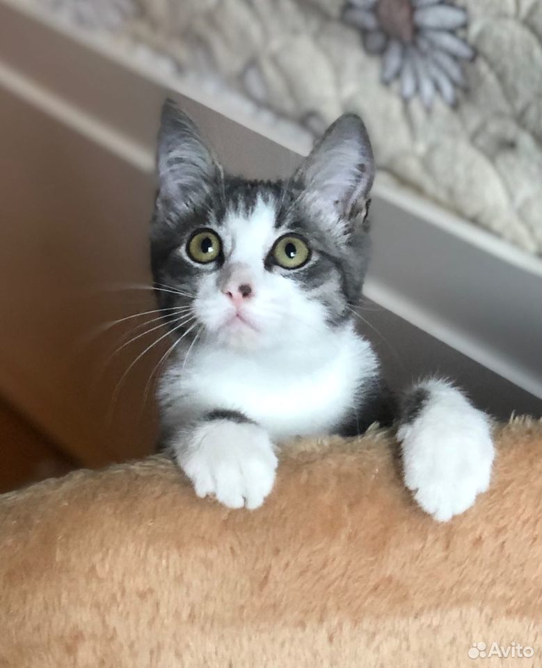 Ласковый ручной котенок Грей 4 мес ищет свой дом