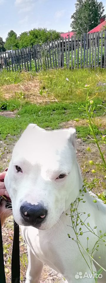 Продам амстаффа