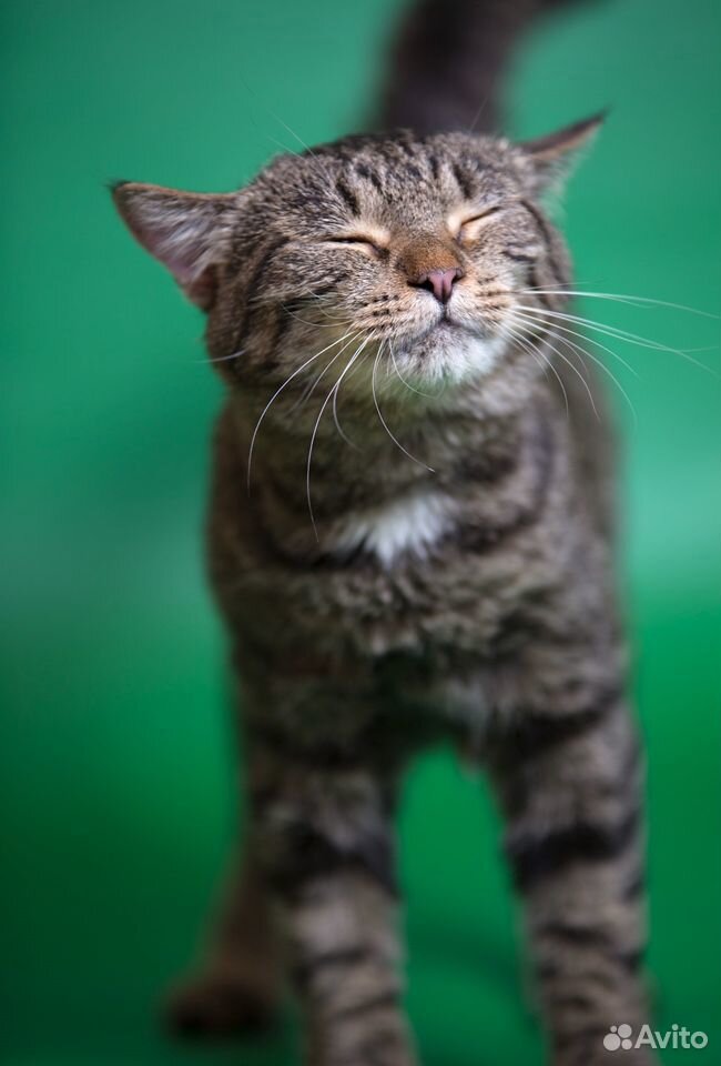 Кошечка Мусенька 1,5 года в добрые руки