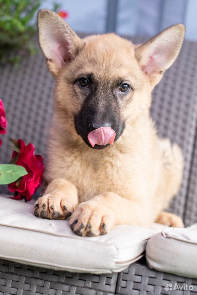 Ищет дом щенок Гриша, 3 мес