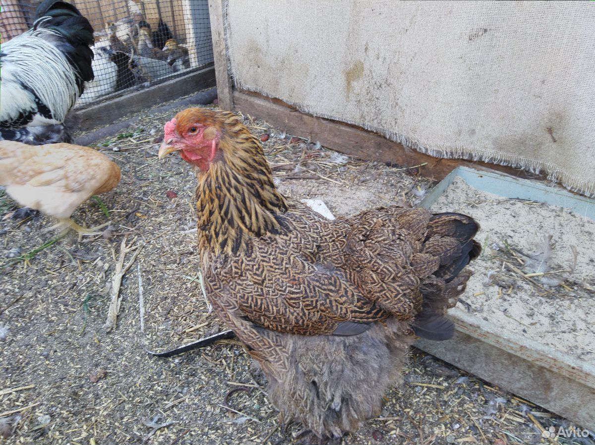 Петух и куры брама, индоутки