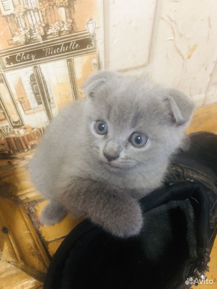 Котята британские вислоухие