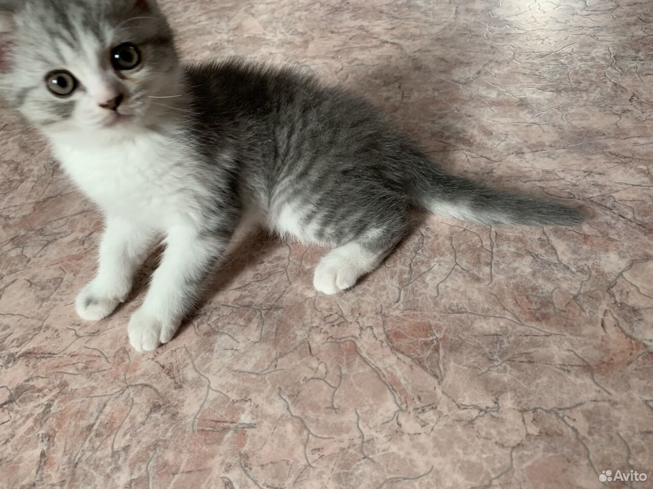 Котёнок шотландской породы