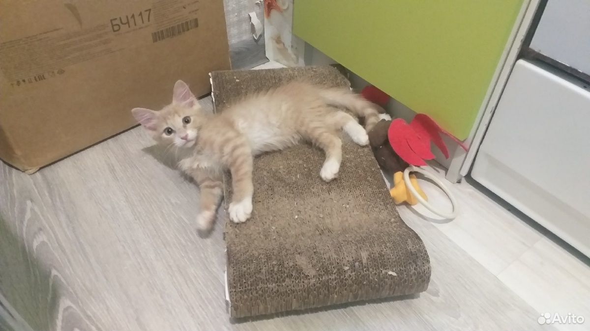 Котята