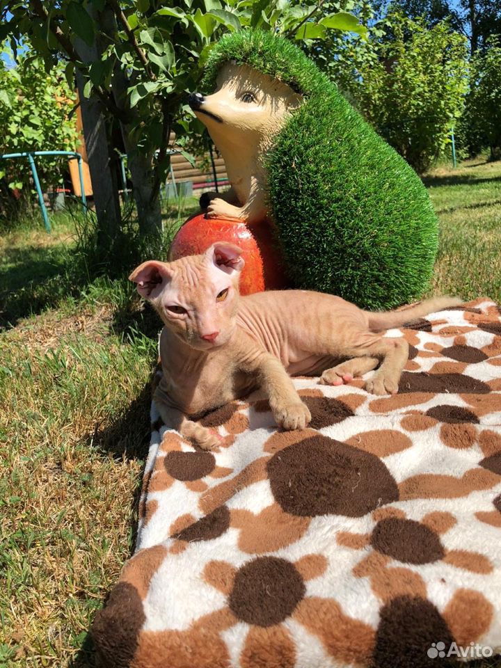 Лысый Кот в хорошие руки