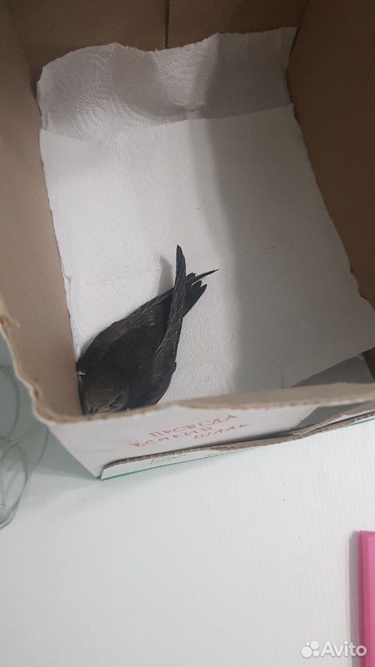 Корм для стрижей бесплатно отдам