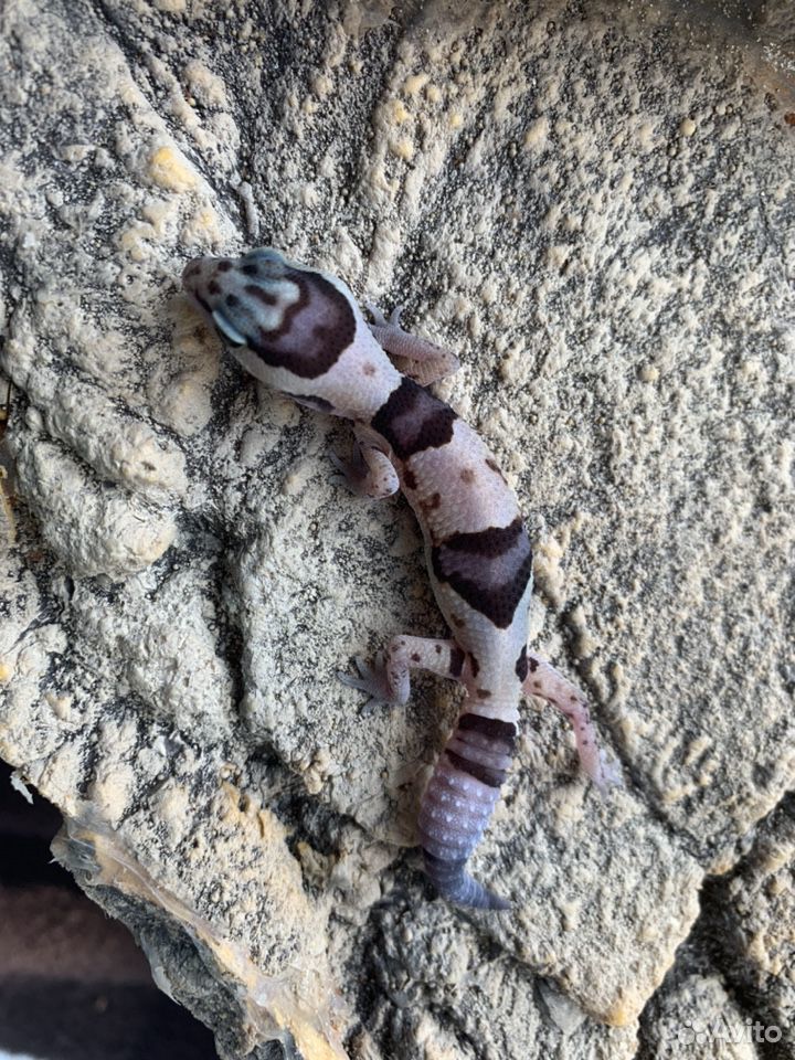 Гемитеконикс (геккон)