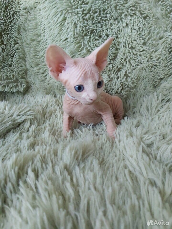 Канадский сфинкс