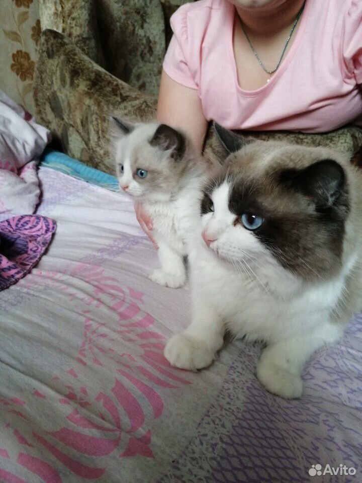 Пушистики рэгдолл мальчишечки