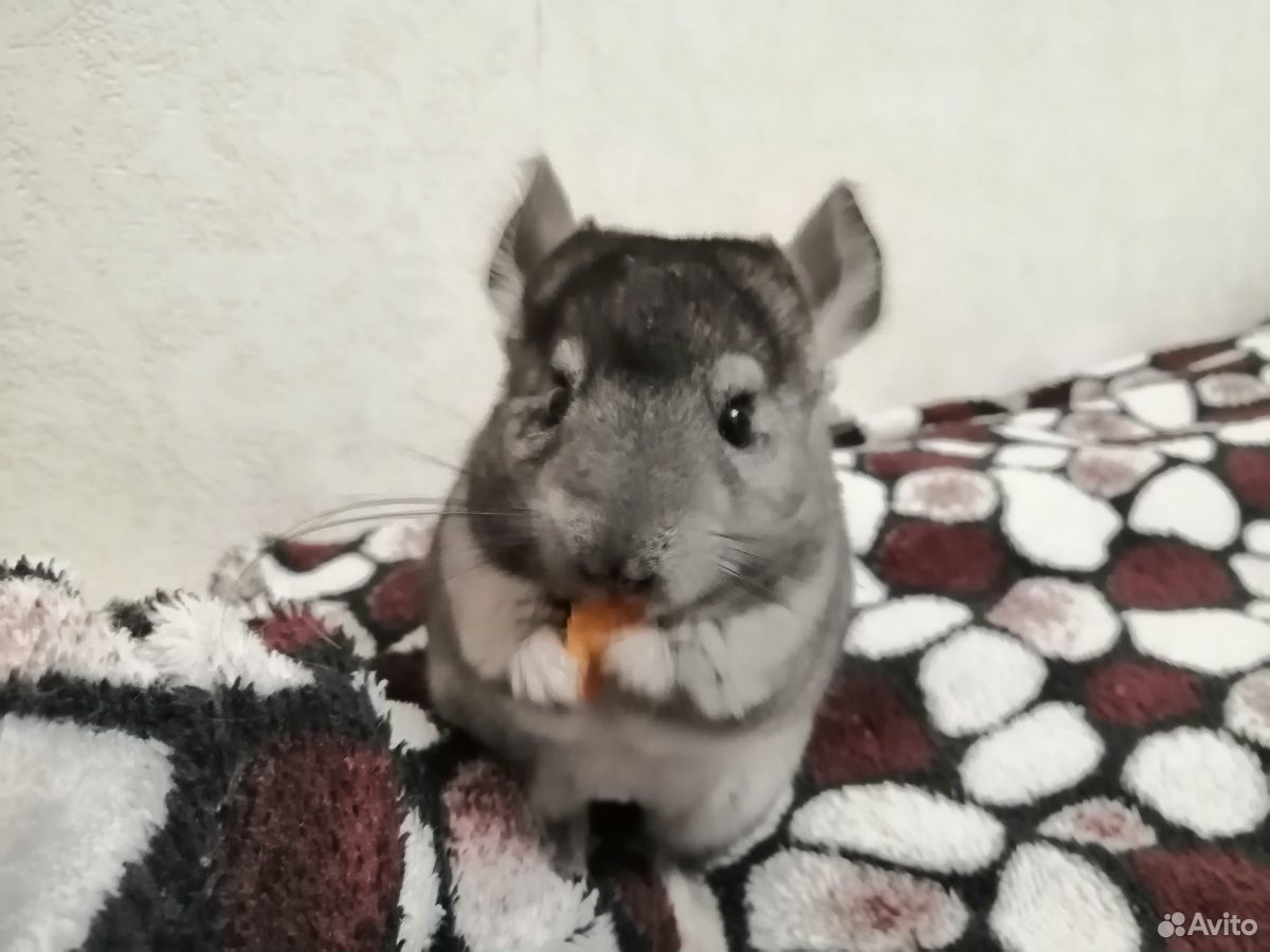 Шиншилла девочка стандарт