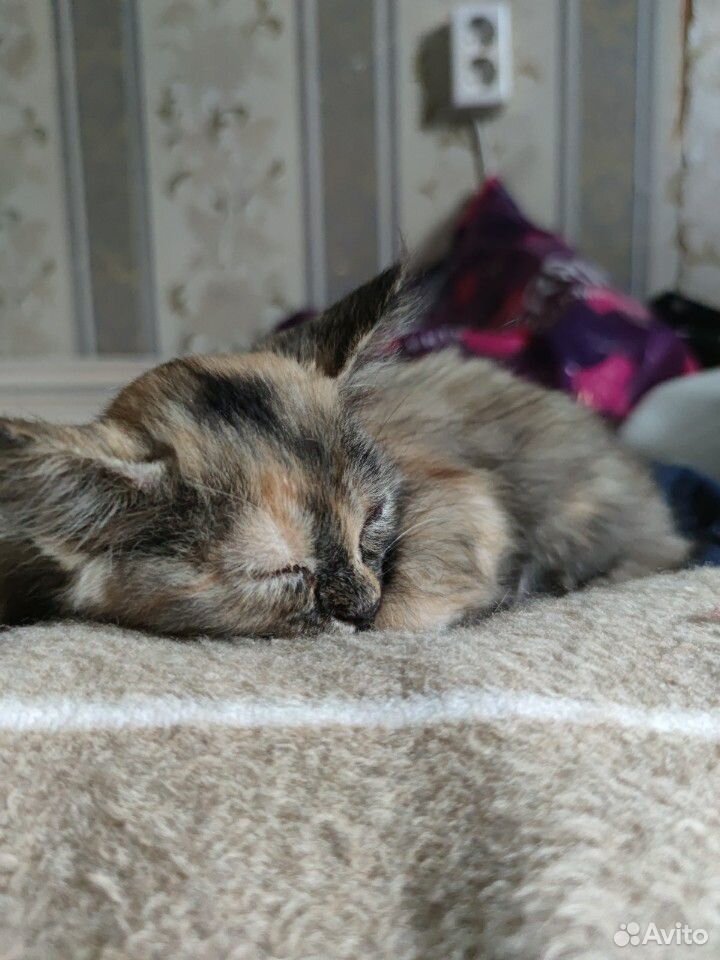 Зеленоглазое трехцветное чудо