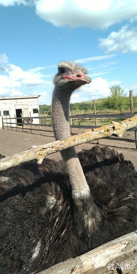 Страус самец