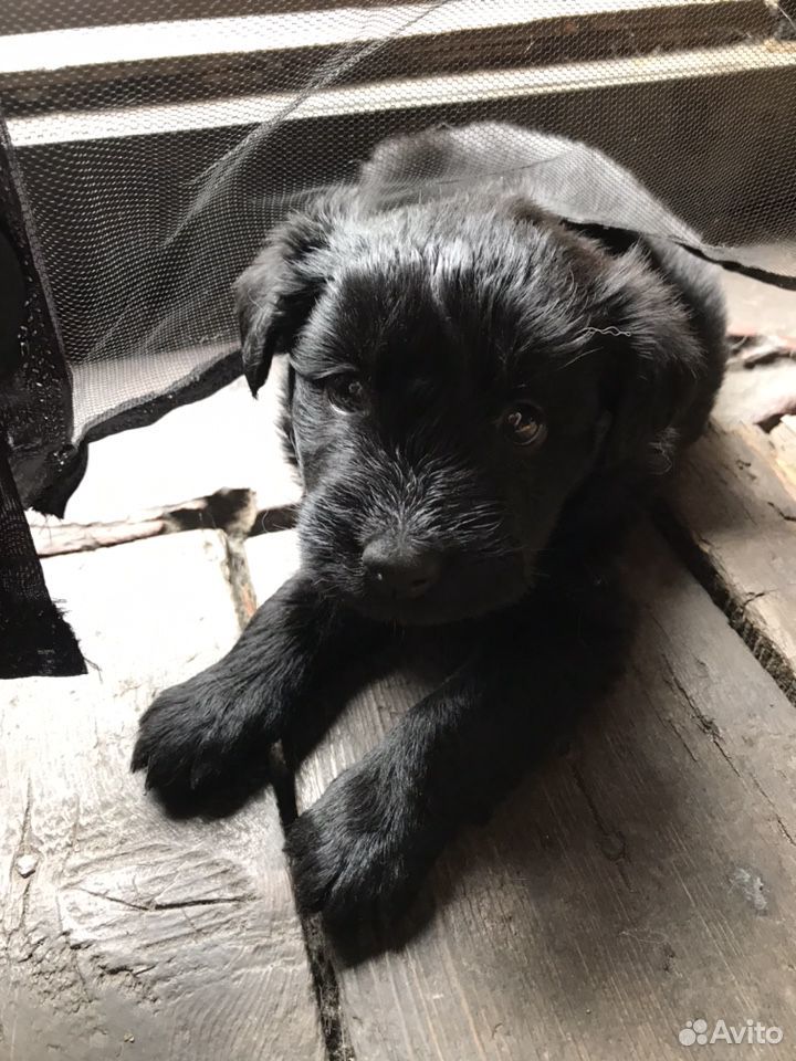 Багира в добрые руки