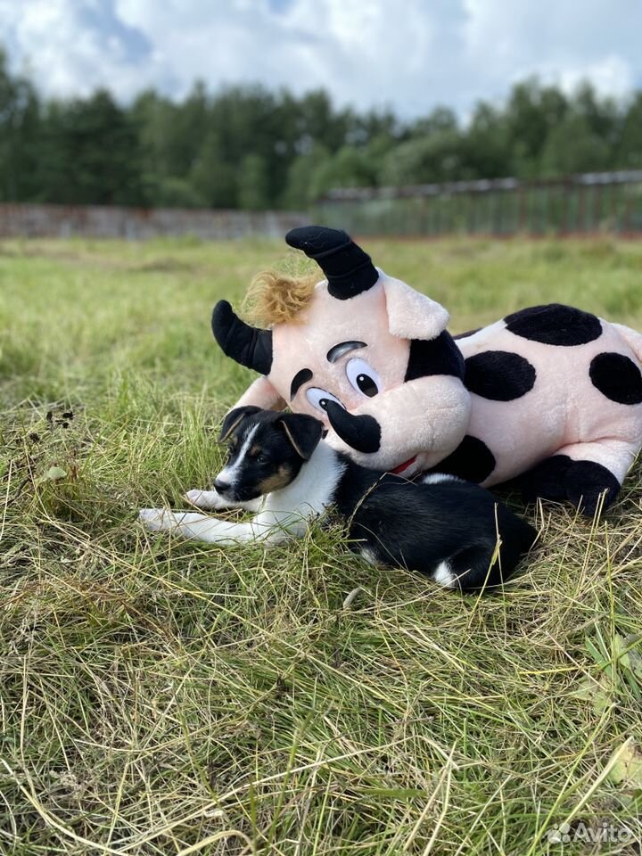 Щеночек Микки