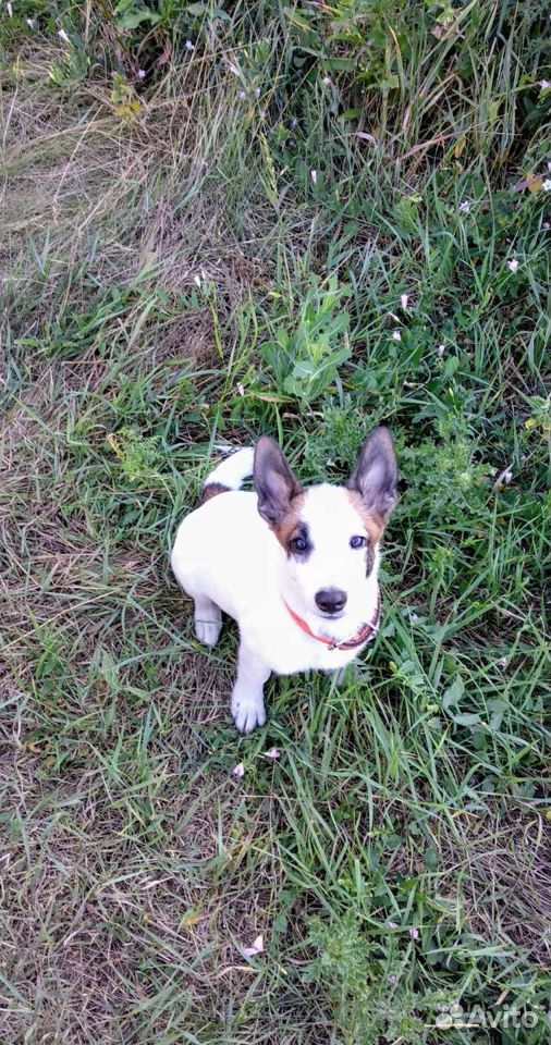 Тоша в добрые руки