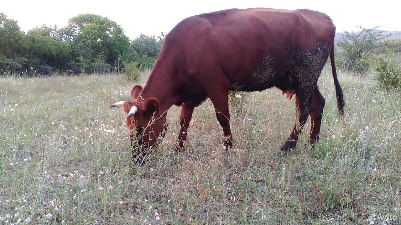 Коровы. Телки