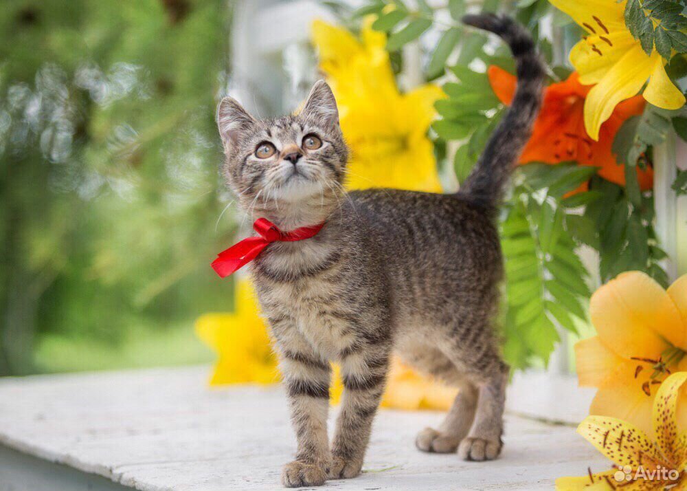 Кнопа ищет дом