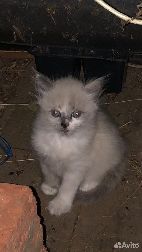 Красивая кошечка - котенок