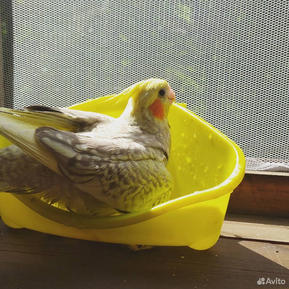 Птенец Кореллы