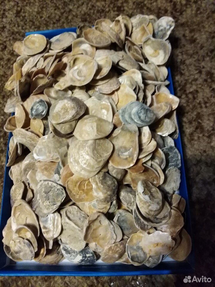Ракушки морские из Одессы перламутровые