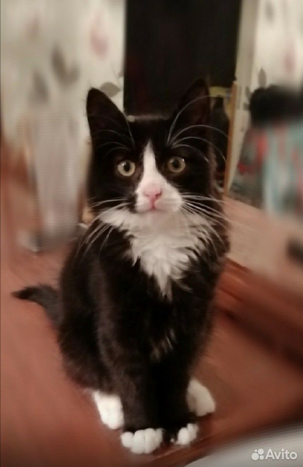 Малыш Борюсик ищет семью,мурчалке 3,5 мес,ласковый