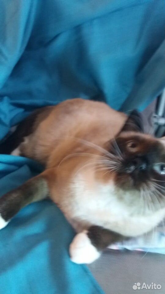 Бусинка, она же Буся 4 года в дар