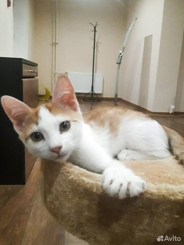 5 котят ищут семьи