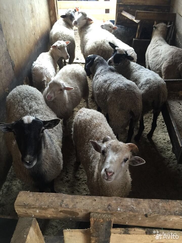 Баран на Курбан