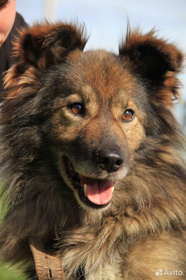 Мухтар. Красивый умный пёс.Бесплатно