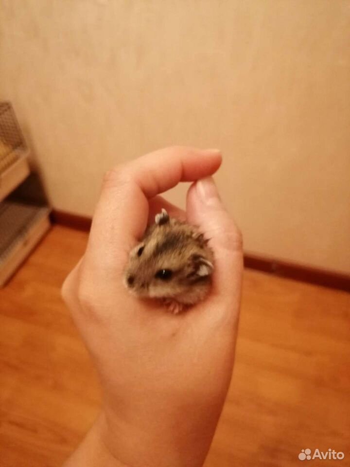Джунгарский хомяк