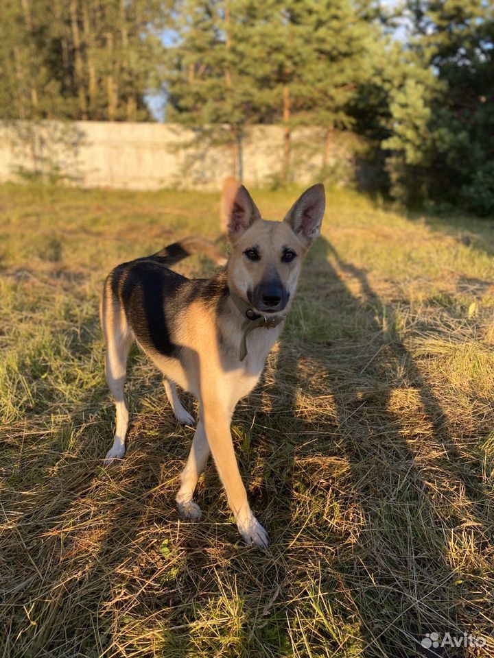 Шикарная собака Фиона ищет дом