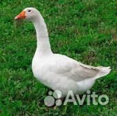 Гусь