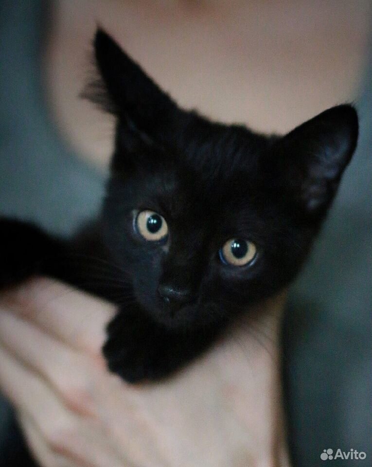 Черный-шоколадный котенок