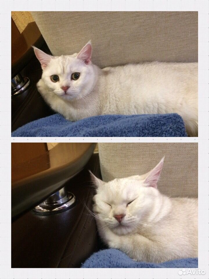 Кот британец