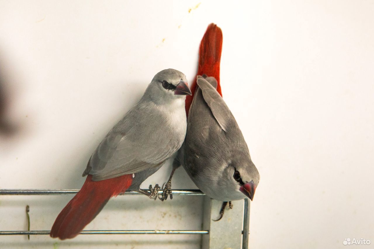 Краснохвостый астрильд