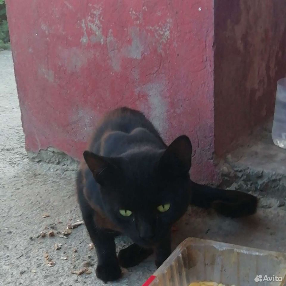 Кот, около 2 лет