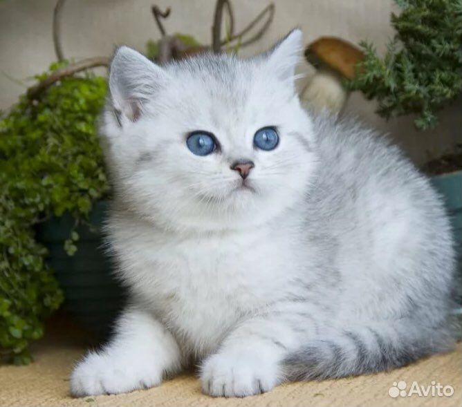 Британская серебристая шиншилла