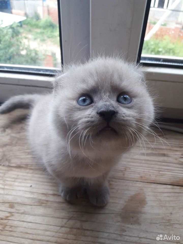 Ушки завитушки. керл