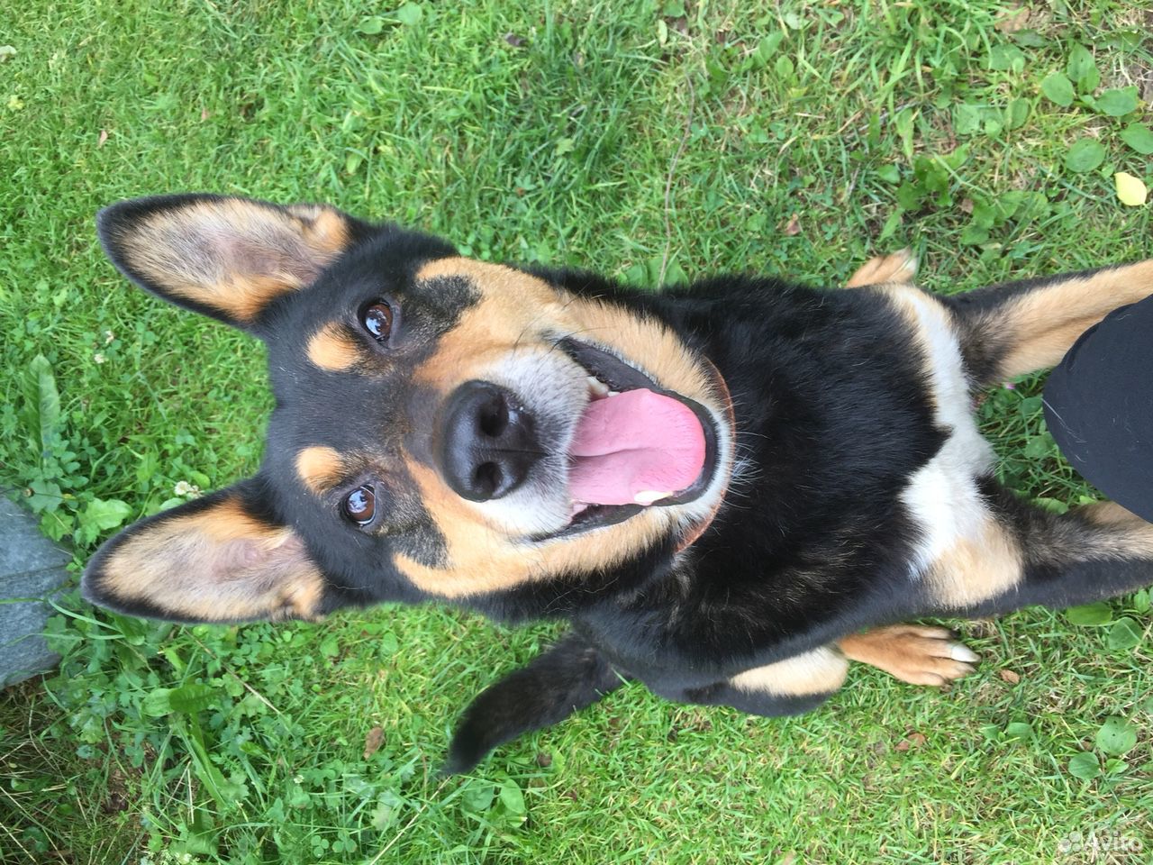 Молодой пёс Марс ищет дом