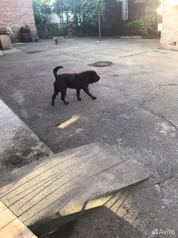 Шарпай по кличке Зефир