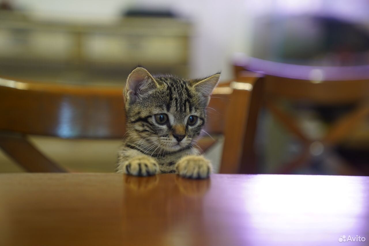 Котятки 2 месяца, с четким тигровым окрасом