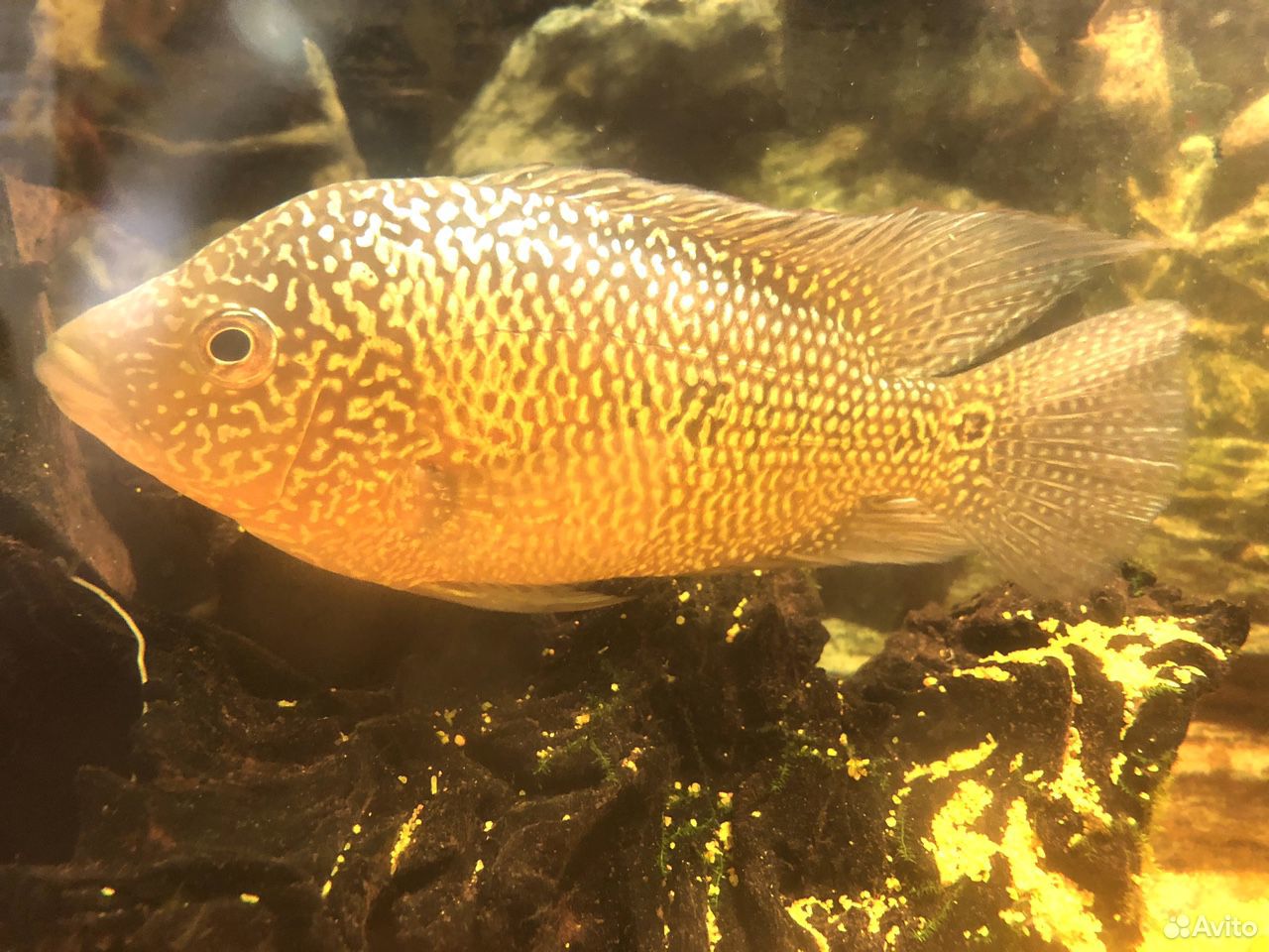 Рыбка флауэр хорн