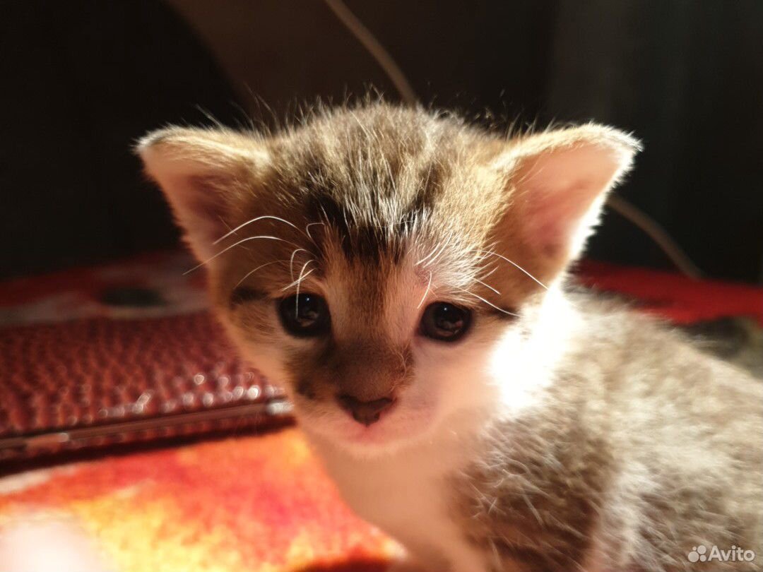 Веслоухий кот