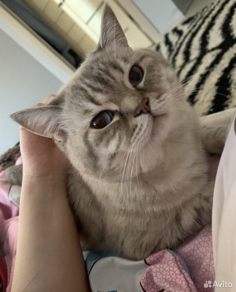 Кот на вязку