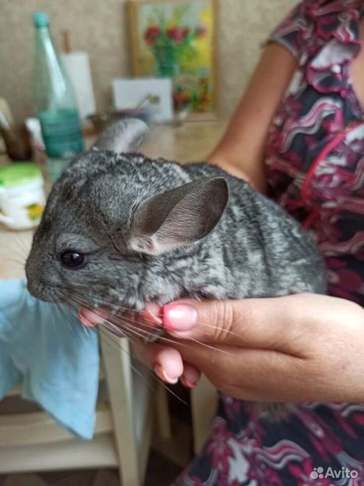 Шиншилленок мальчик