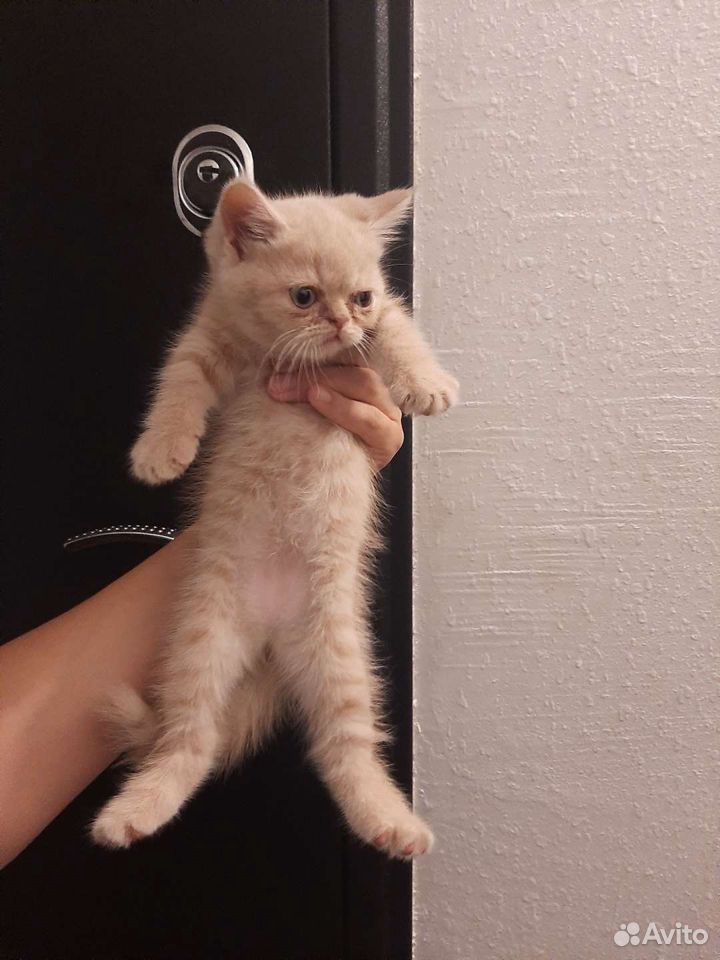 Кошка экзот