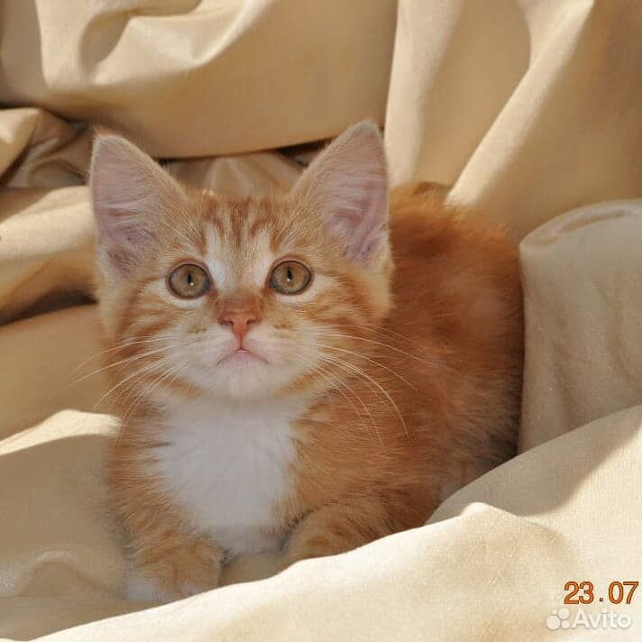 Рыжие котята ищут дом